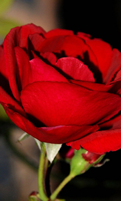 TestColor | Free personality color test, mood test, love test.